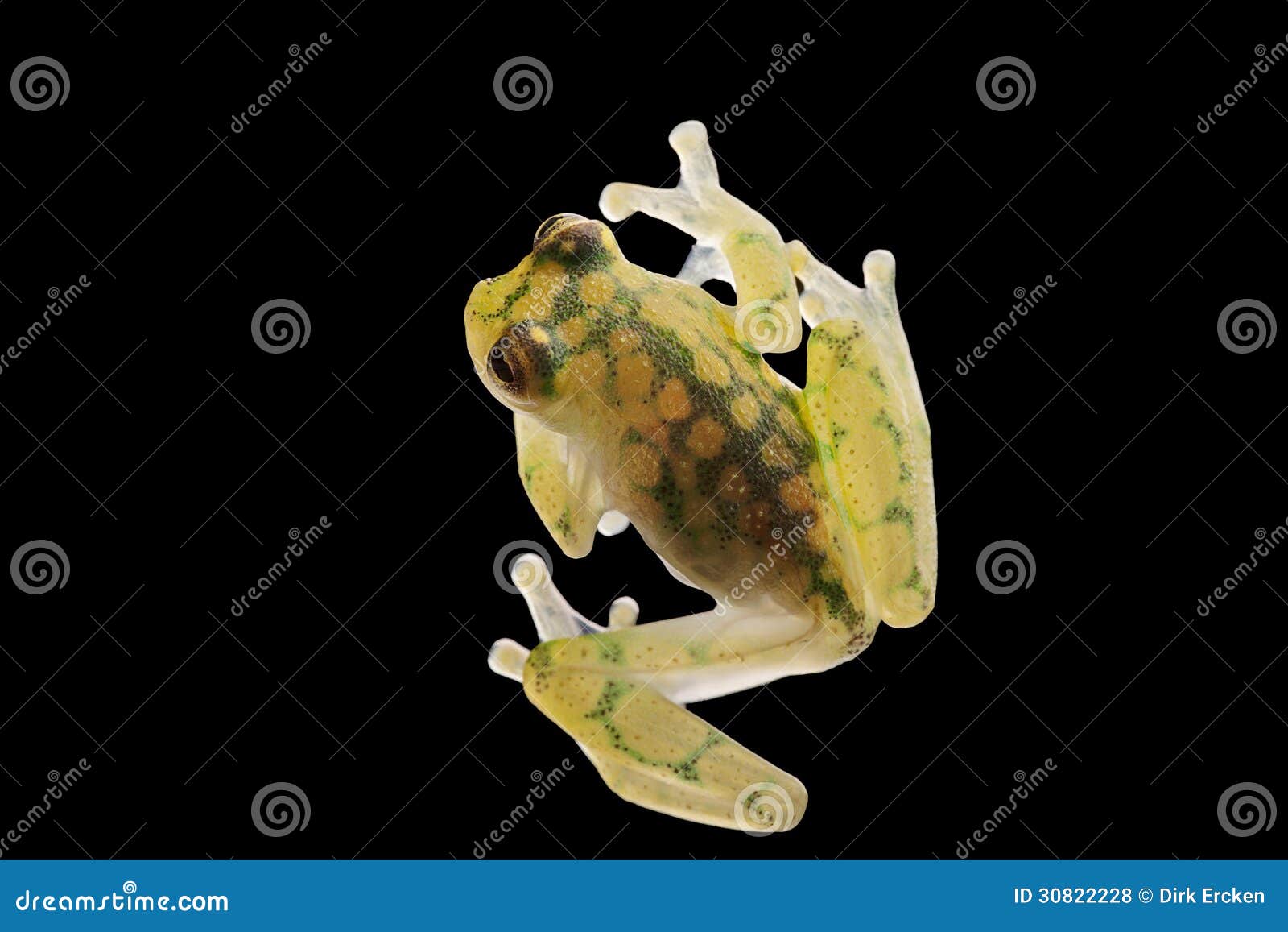 Transparante glaskikker stock foto. Image of boom, zwart - 30822228