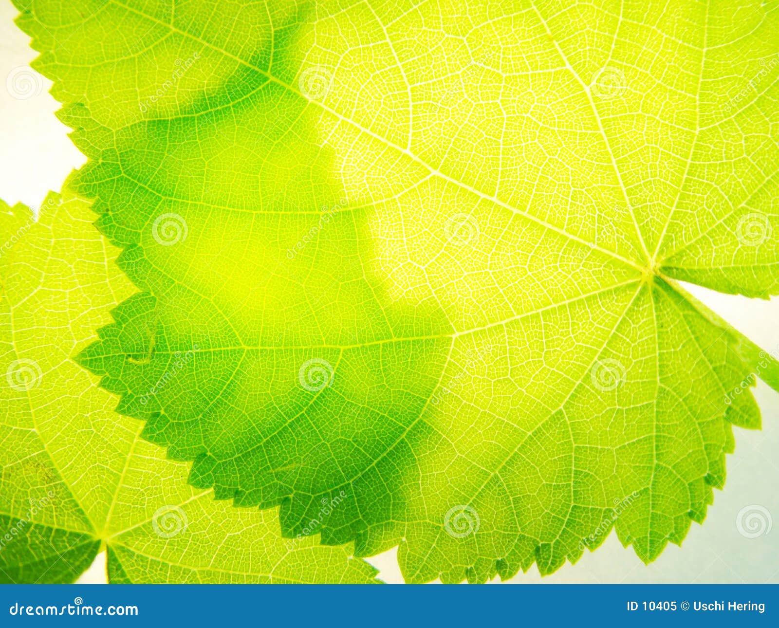 Transparency stock image. Image of vein, room, leaves, veins - 10405