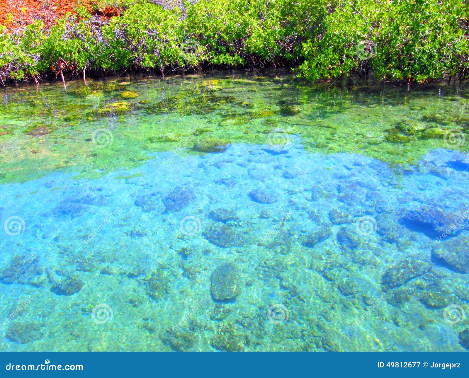Transparency sea water. stock image. Image of green, bottom - 49812677
