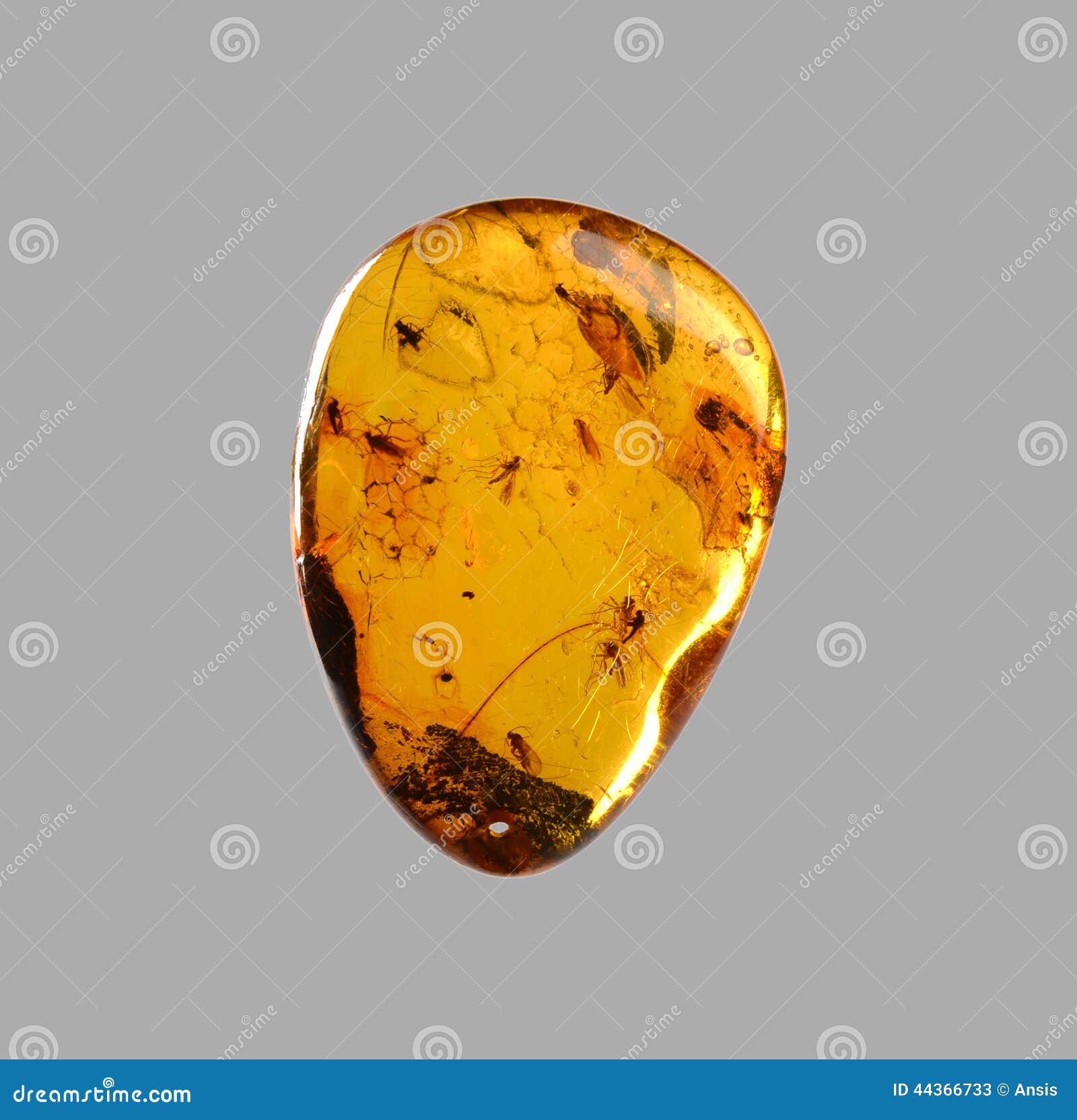 Transparent Amber with Insects Stock Image - Image of museum ...