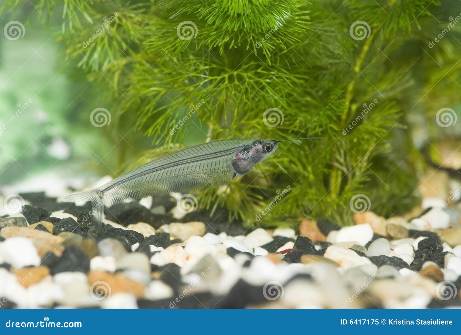 Transparent aquarium fish stock image. Image of bicirrhis - 6417175