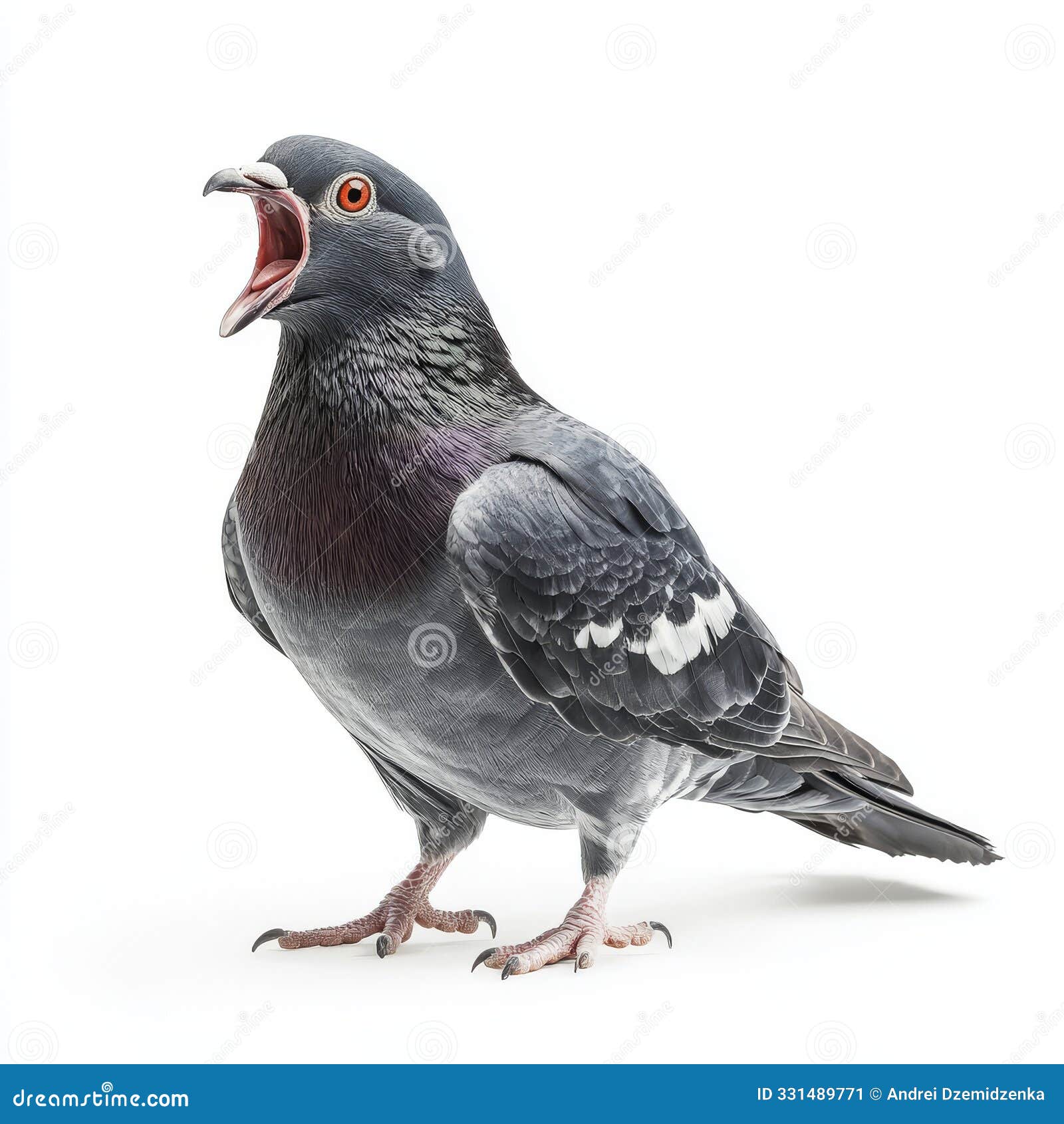 On a Transparent Background, a Pigeon Bird is Screaming Stock Image ...