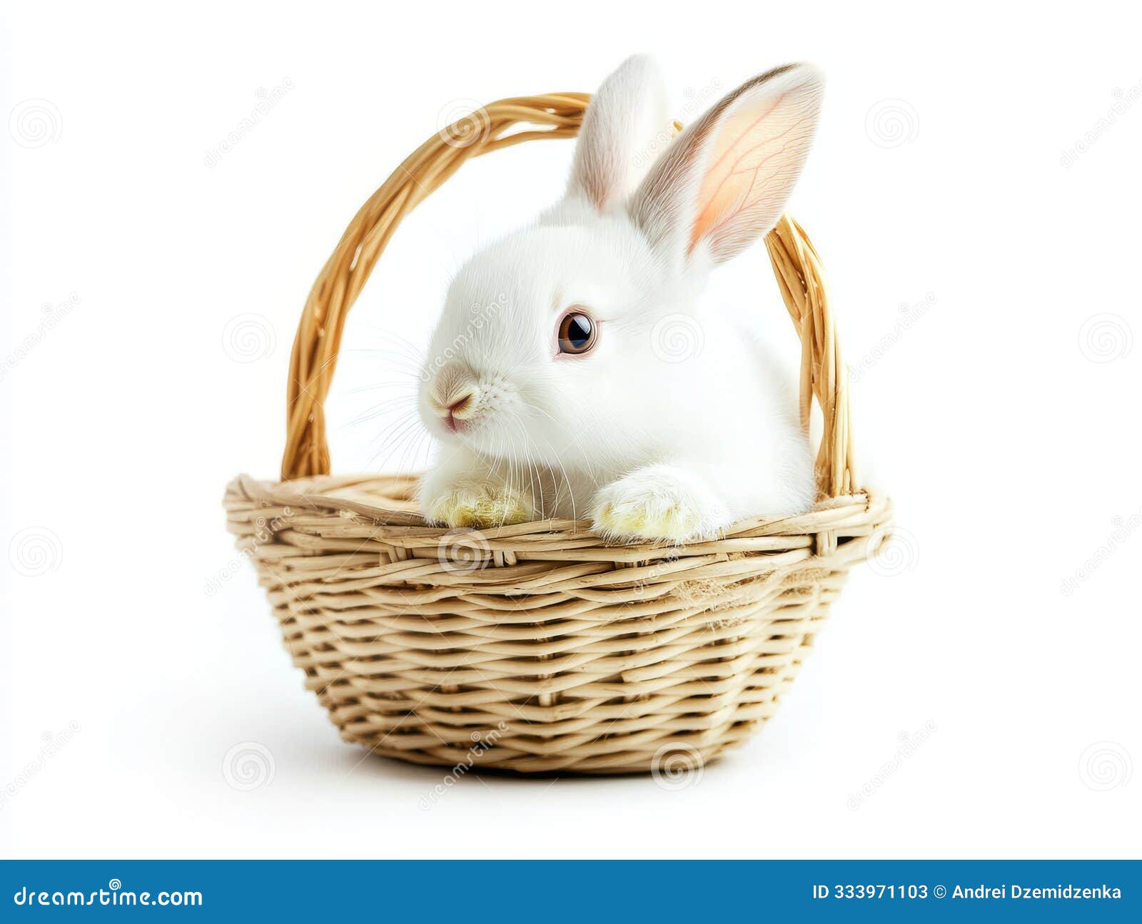 Transparent Background with White Rabbit in a Basket Stock Image ...