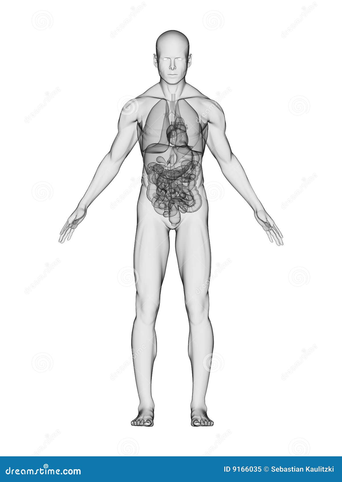 Transparent body stock illustration. Illustration of organs - 9166035