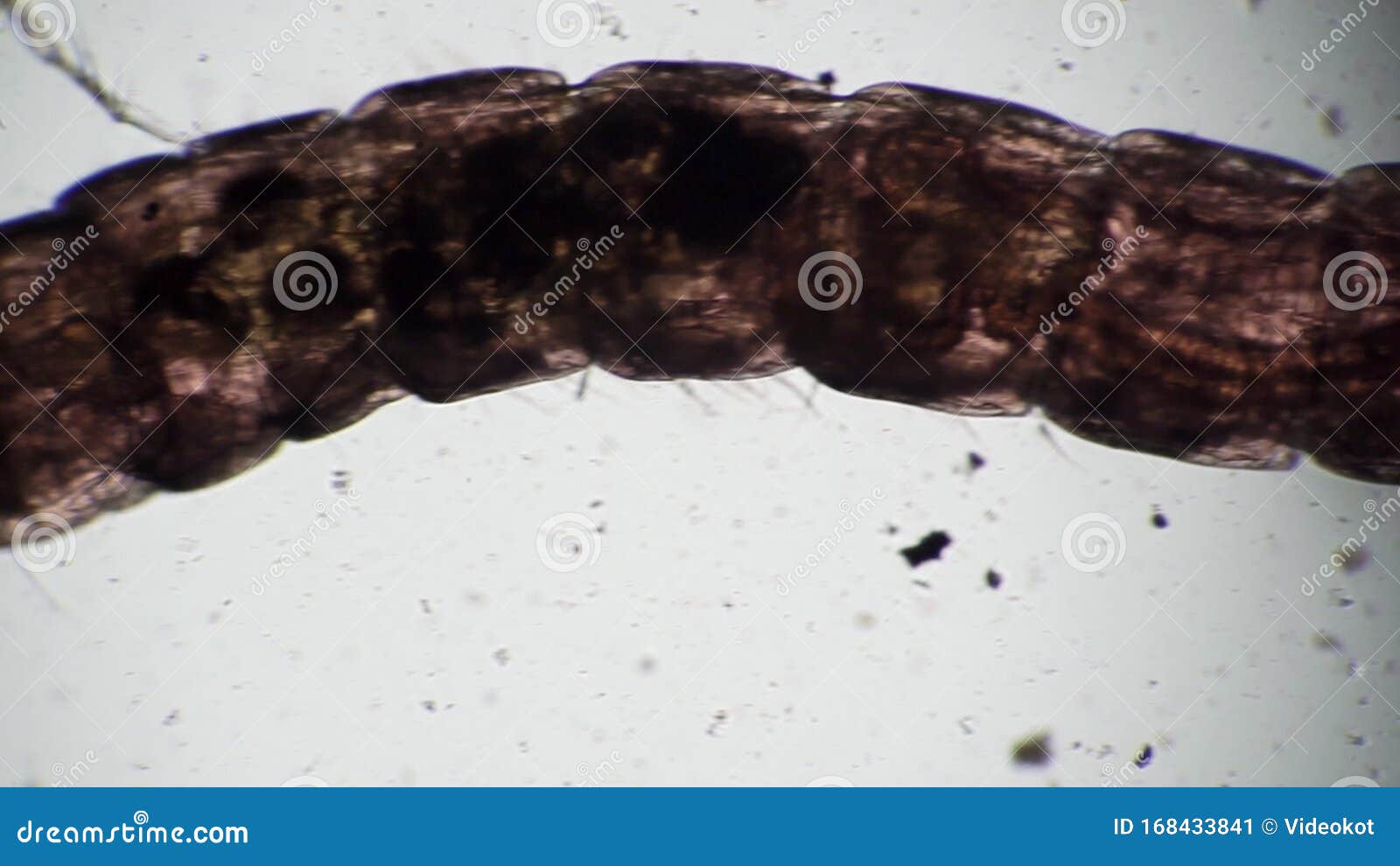 Transparent Body with Visible Organs of the Worm in Microscope Stock ...