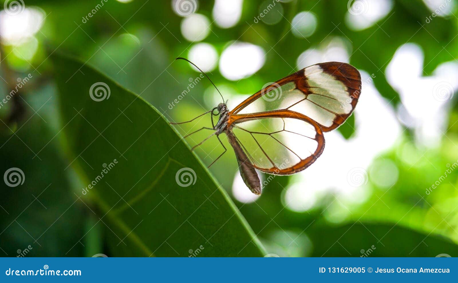Transparent Butterfly on a Leaf Stock Image - Image of perch, garden ...