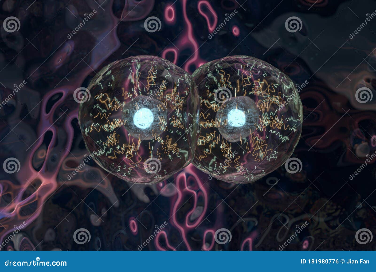 Transparent Cells With Splitting Nucleus, Cell Membrane And Visible ...