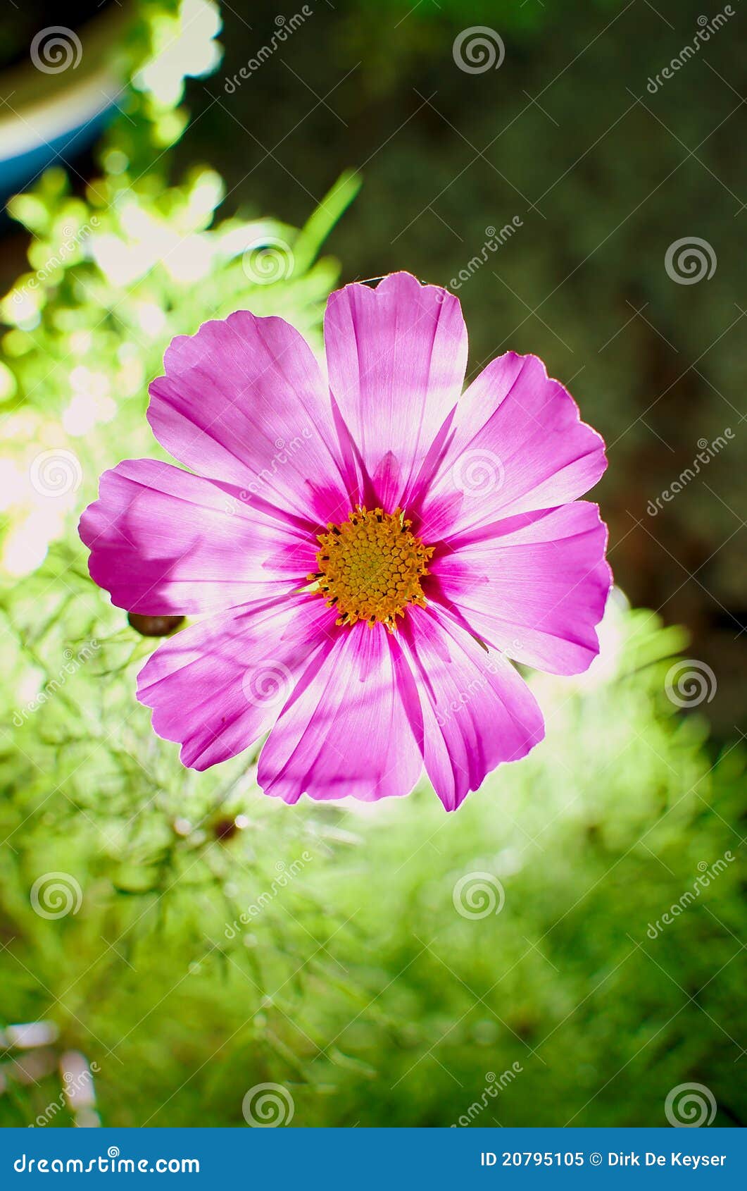 Transparent Cosmos Sensation Flower Stock Image - Image of green, fine ...