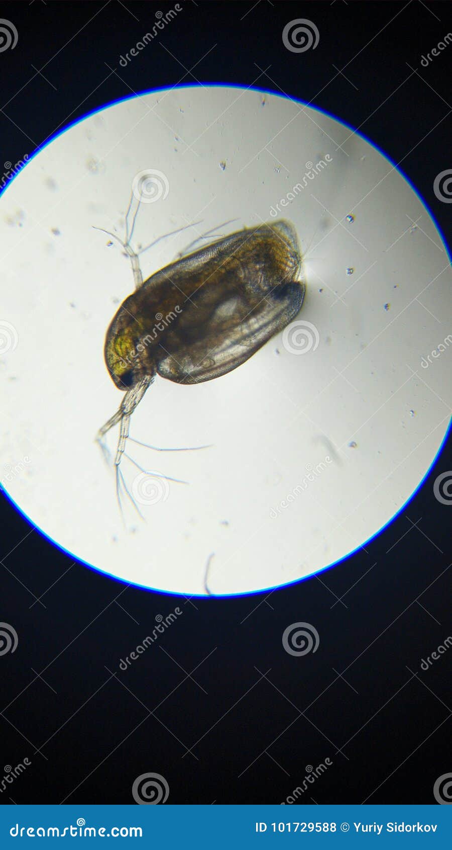 Daphnia Under Microscope