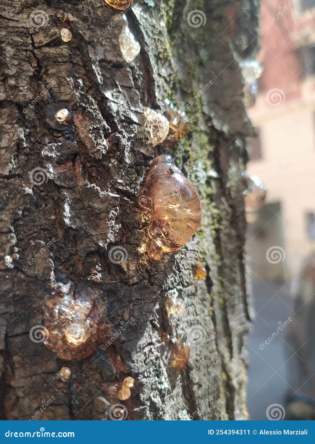Transparent Drops of Resin on the Tree Stock Image - Image of resinous ...