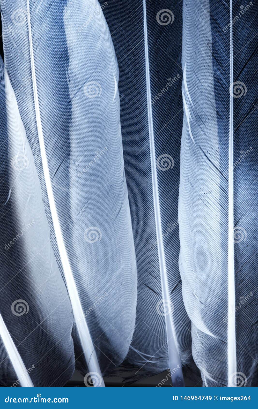 Transparent feathers stock image. Image of textures - 146954749