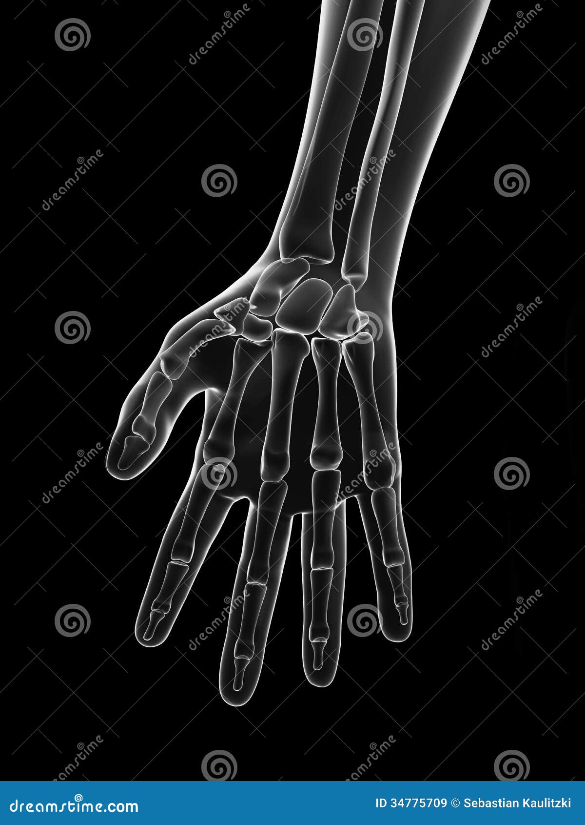 Transparent Female Skeleton - Finger Bones Stock Illustration ...