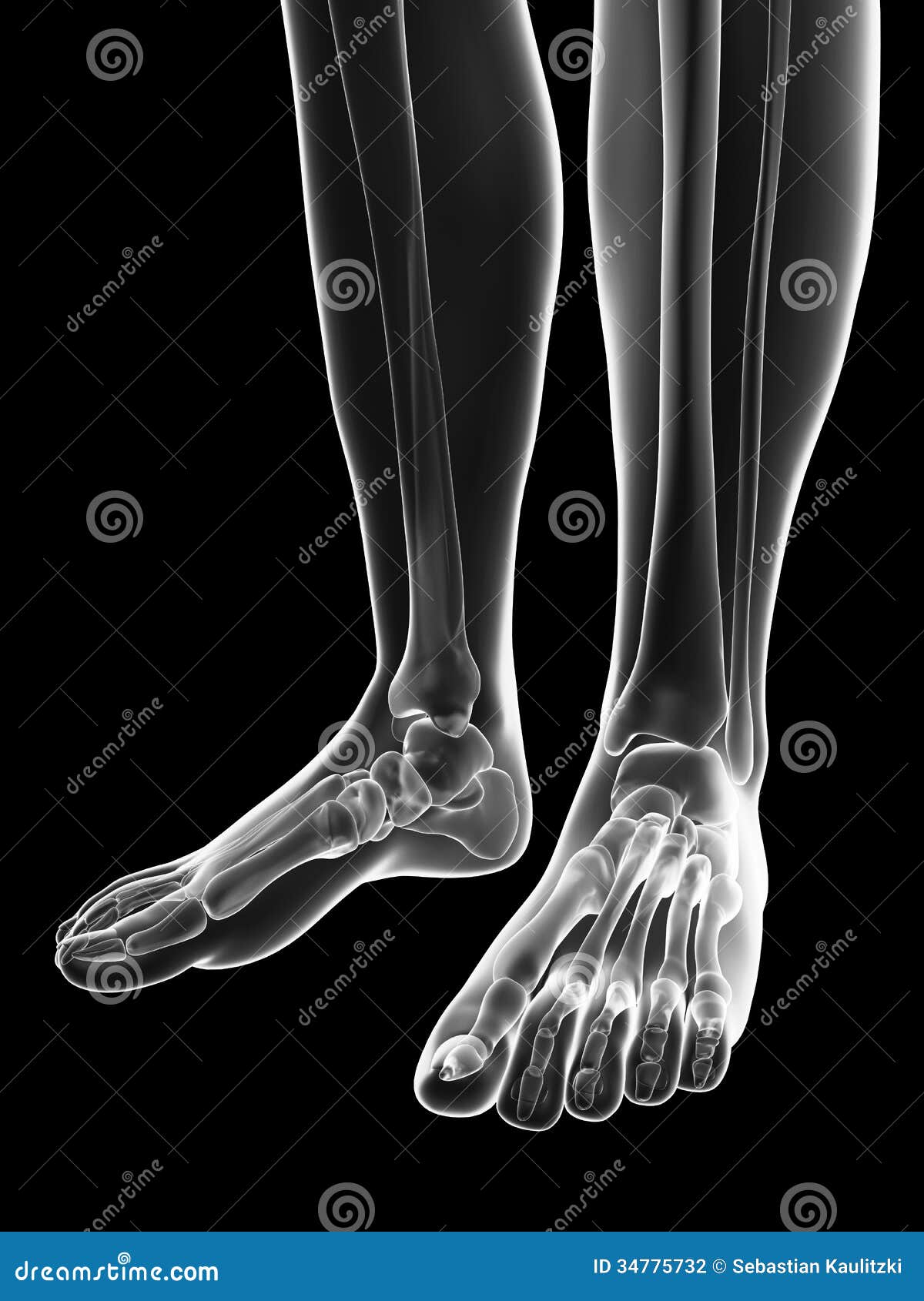 Skeleton Foot With Ligaments Side View Stock Photo | CartoonDealer.com ...