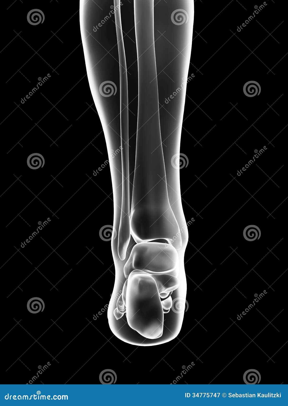 Skeleton Foot With Ligaments Side View Stock Photo | CartoonDealer.com ...