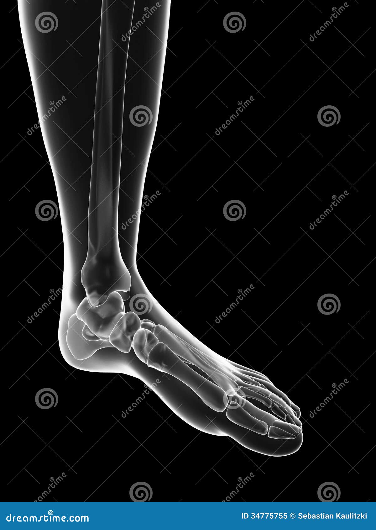 Transparent Female Skeleton - Foot Bones Stock Illustration ...