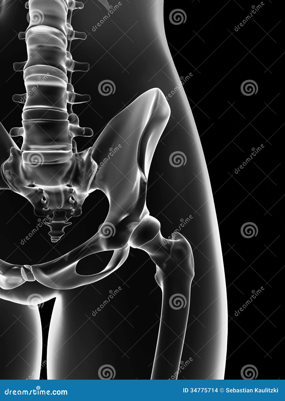 Transparent Female Skeleton - Hip Joint Stock Illustration ...