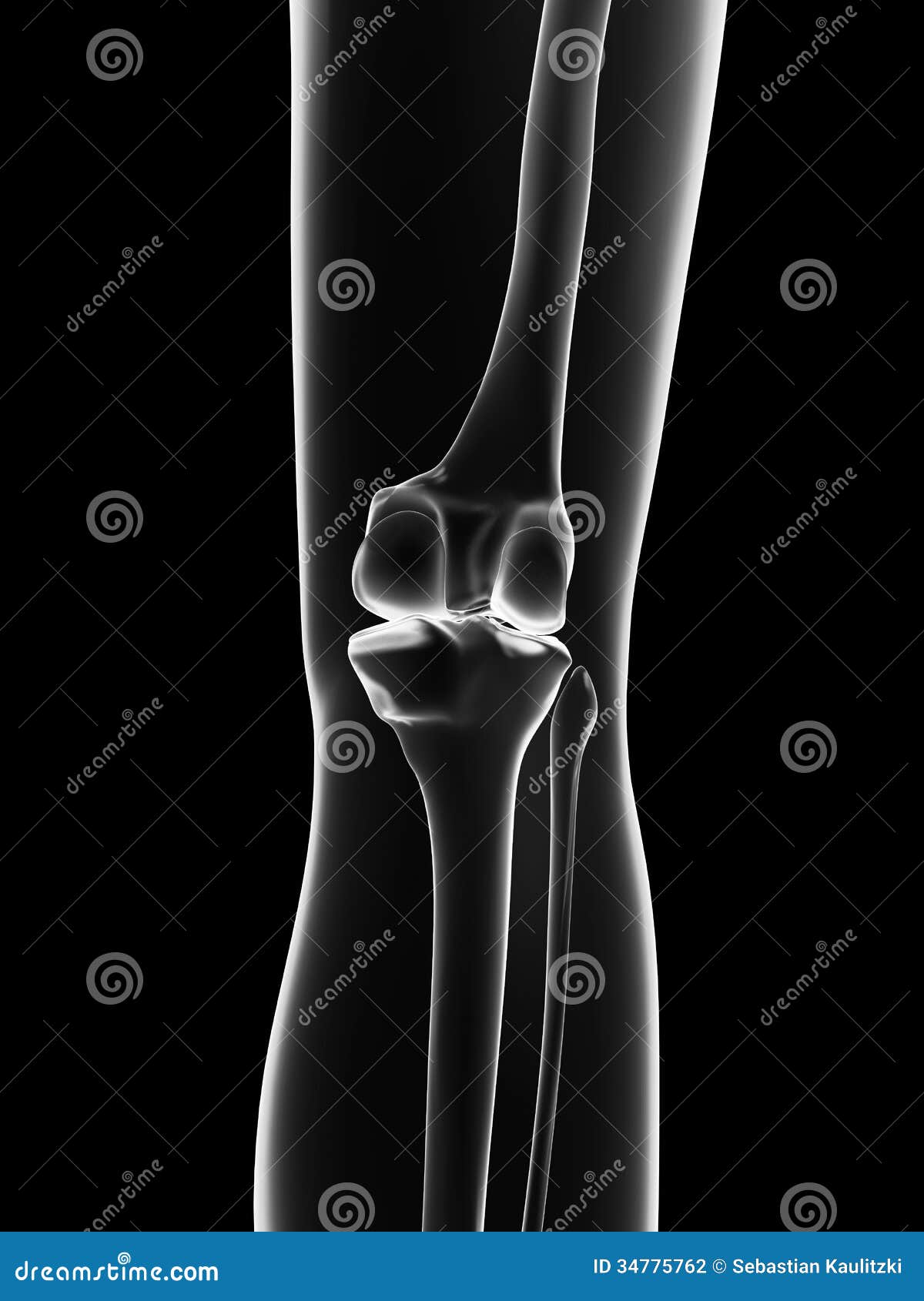 Transparent Female Skeleton - Knee Bones Stock Illustration ...