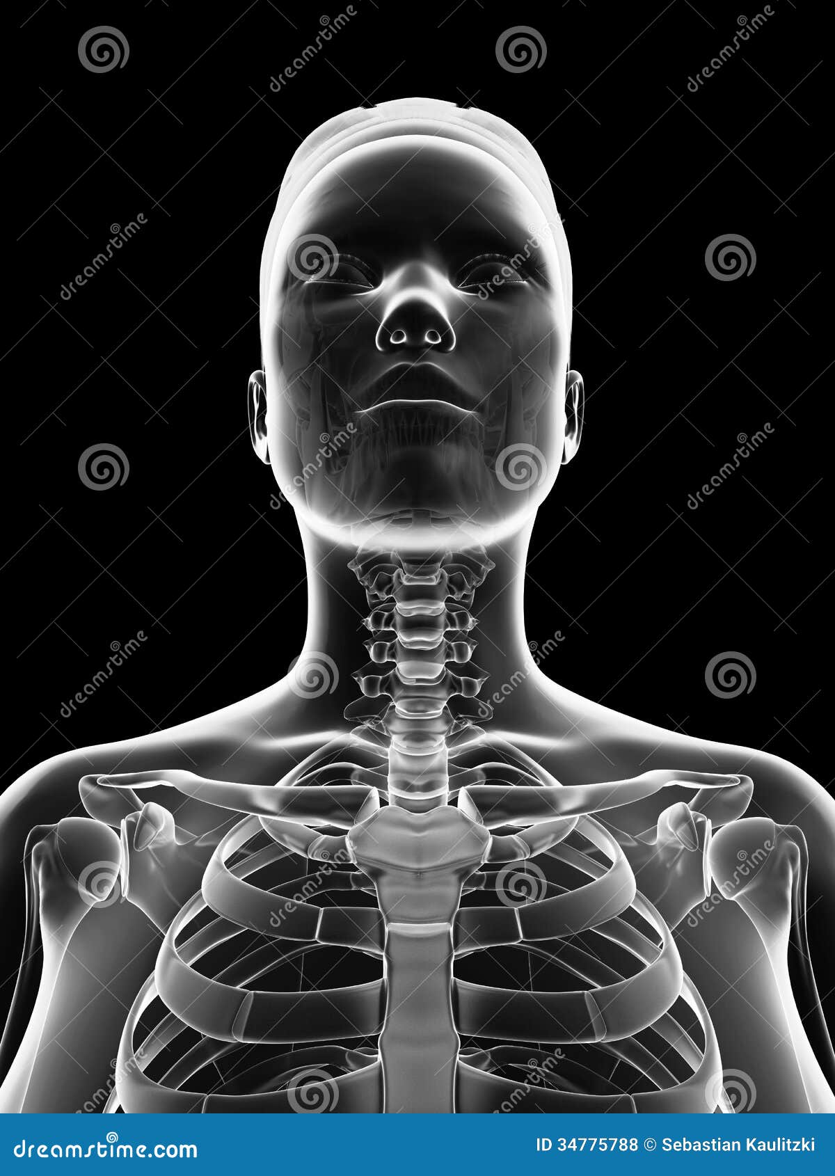 Transparent Female Skeleton - Neck Stock Illustration - Illustration of ...