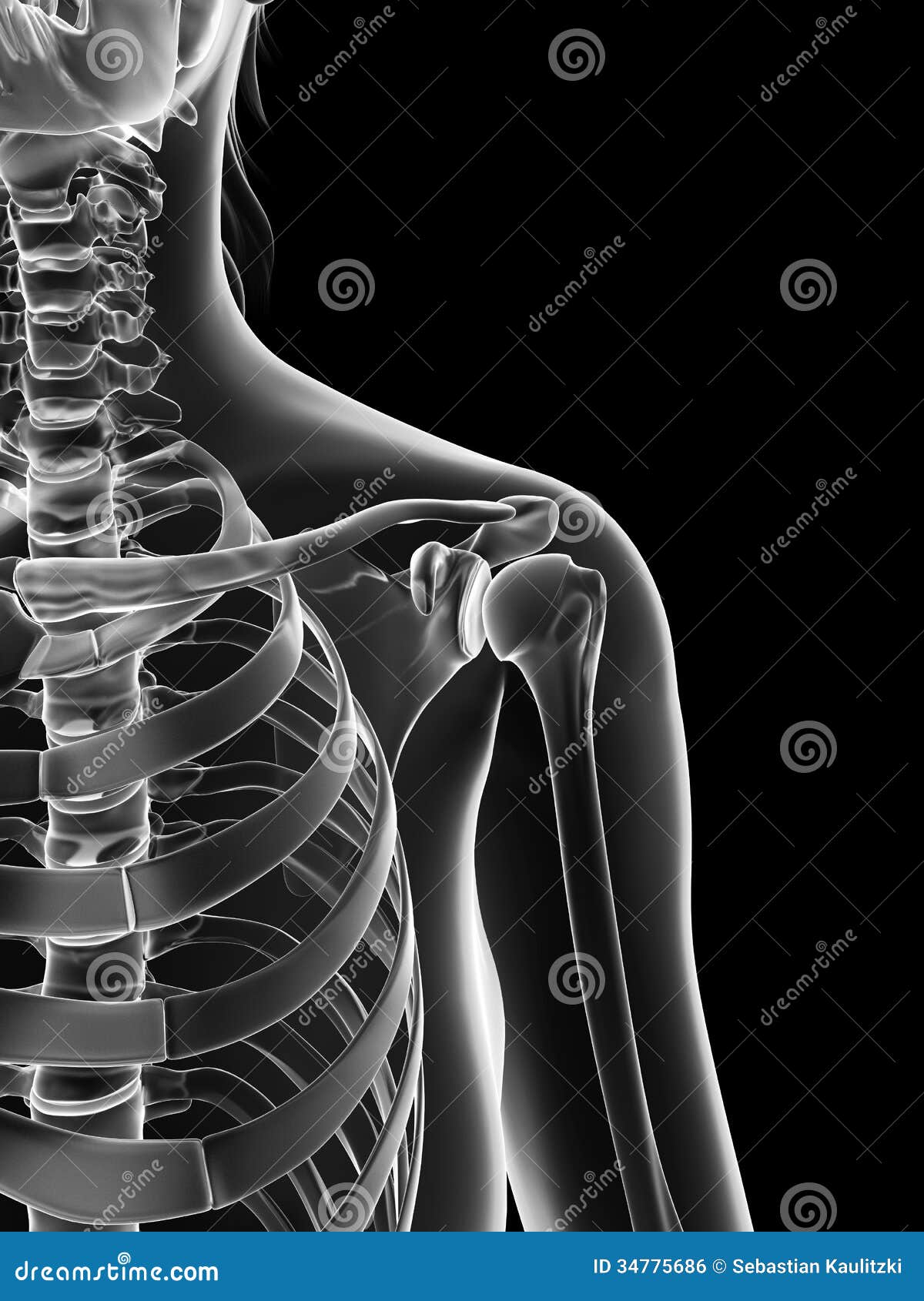 Transparent Female Skeleton - Shoulder Joint Stock Illustration ...