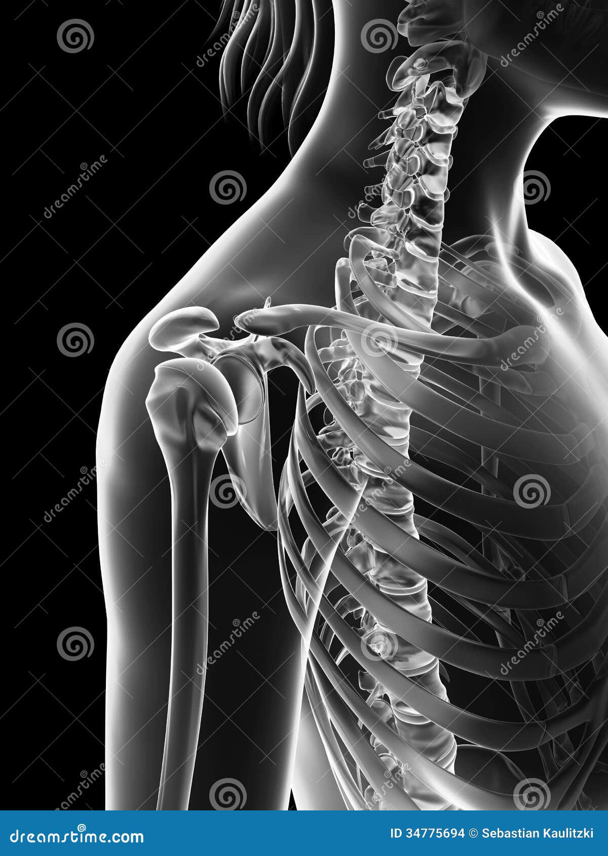 Transparent Female Skeleton - Hand Bones Royalty-Free Illustration ...