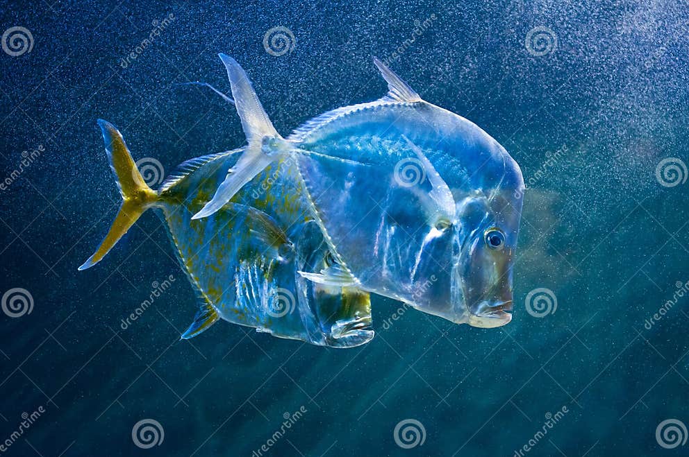 Transparent fish stock photo. Image of cold, marine, saltwater - 18923886