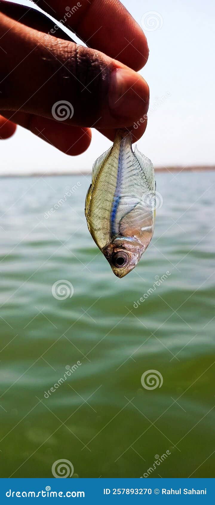 Transparent fish ðŸ˜³ stock photo. Image of wing, wildlife - 257893270
