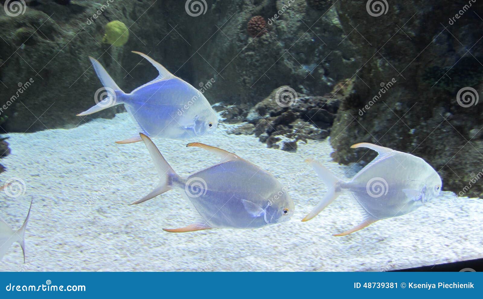 Transparent fish stock image. Image of marine, aquarium - 48739381