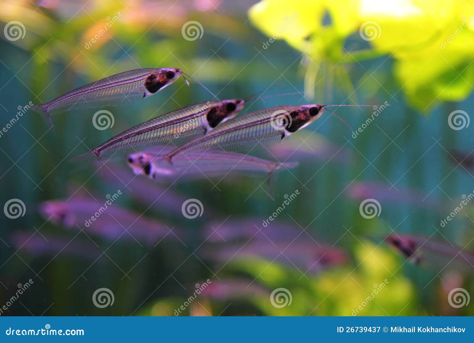 Transparent Glass or Ghost Catfish Stock Image - Image of water, plant ...