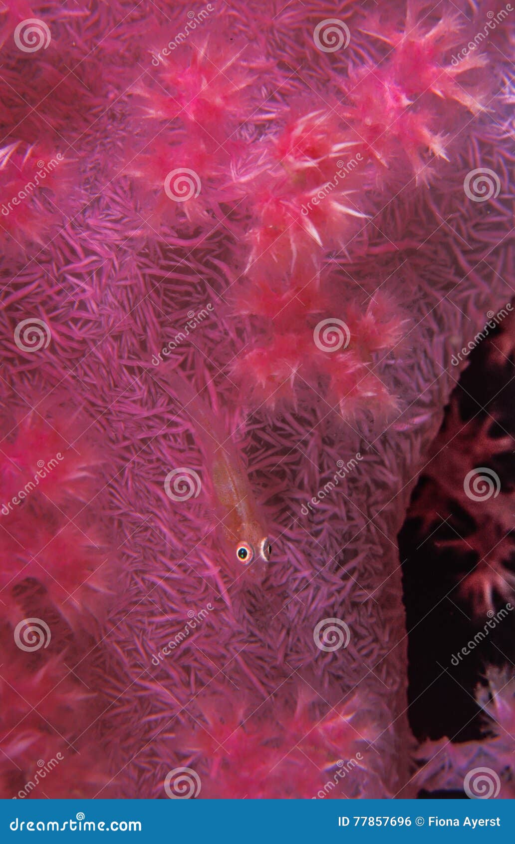 A Transparent Goby Fish Hiding on a Pink Coral Stock Photo - Image of ...
