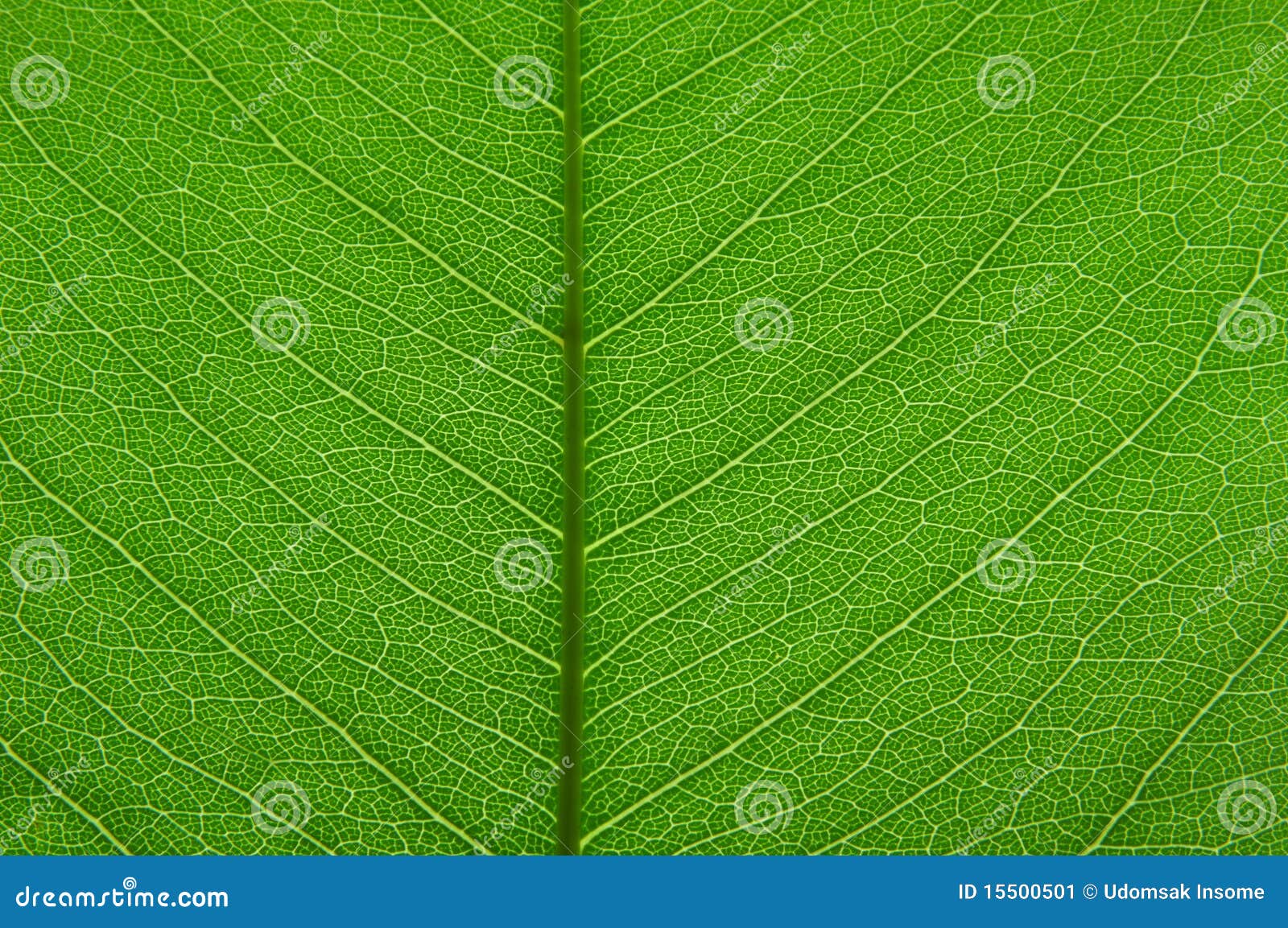 Transparent Green Leaf Texture Stock Image - Image of closeup, branches ...