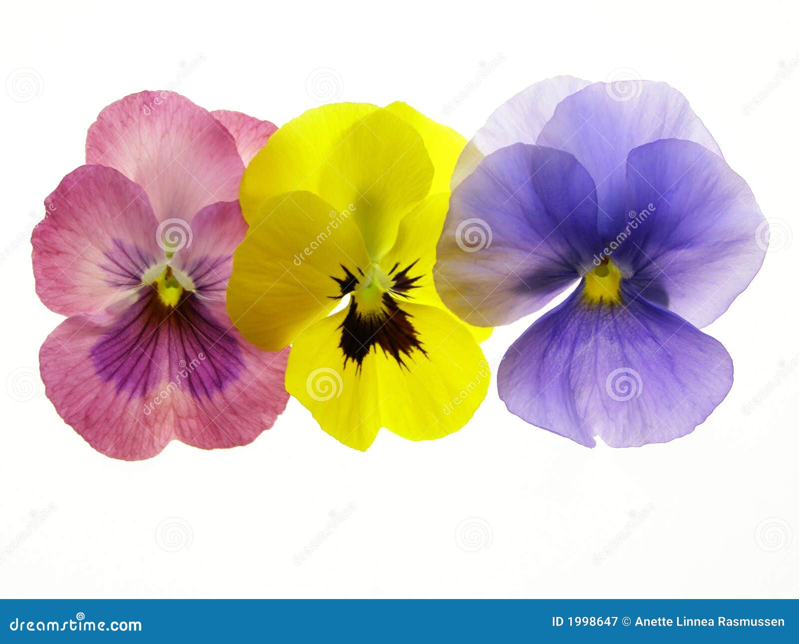 Transparent heartsease stock image. Image of botanical - 1998647