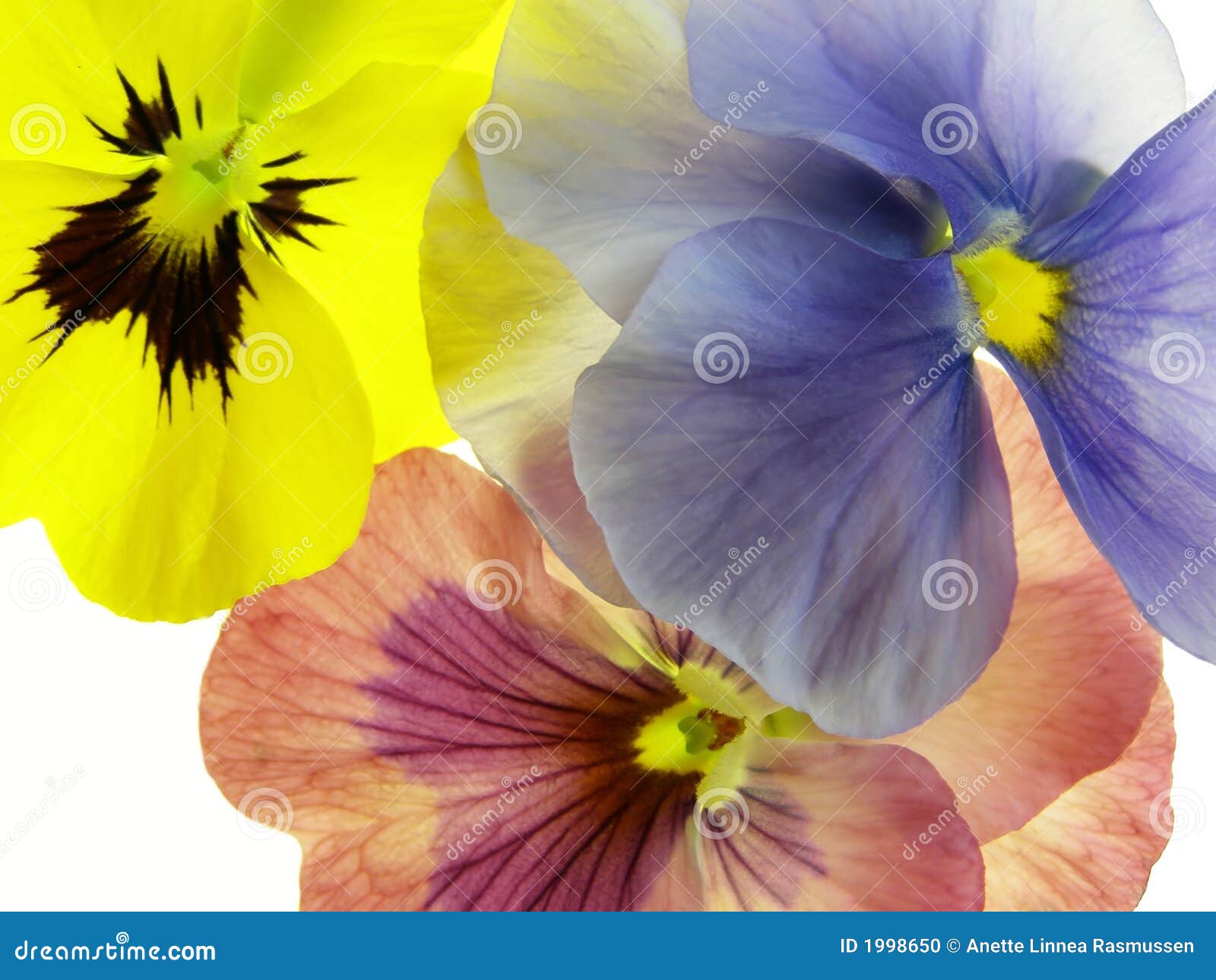 Transparent heartsease stock photo. Image of beauty, white - 1998650