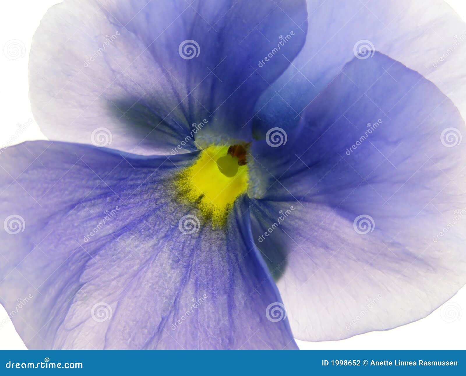 Transparent heartsease stock photo. Image of heartsease - 1998652