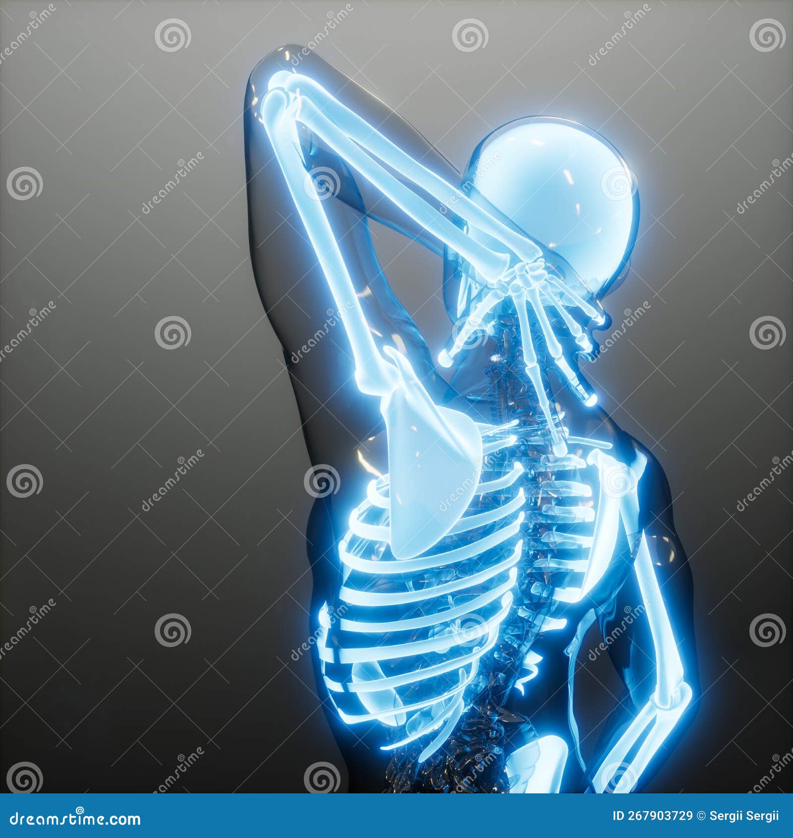 Transparent Human Body with Visible Bones Stock Illustration ...