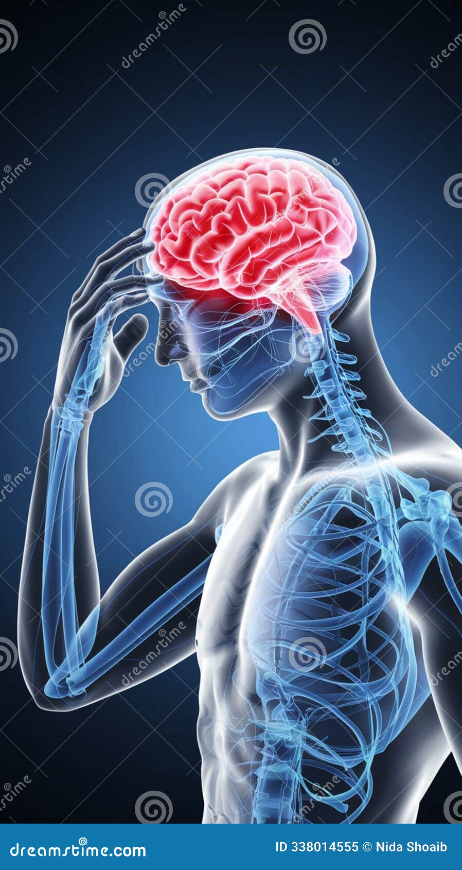 Transparent Human Figure with Highlighted Red Brain, Side Profile, Blue ...