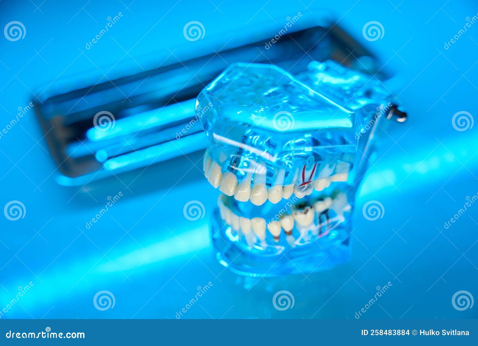 Transparent Human Jaw Model with Teeth and Root Canals Stock Photo ...