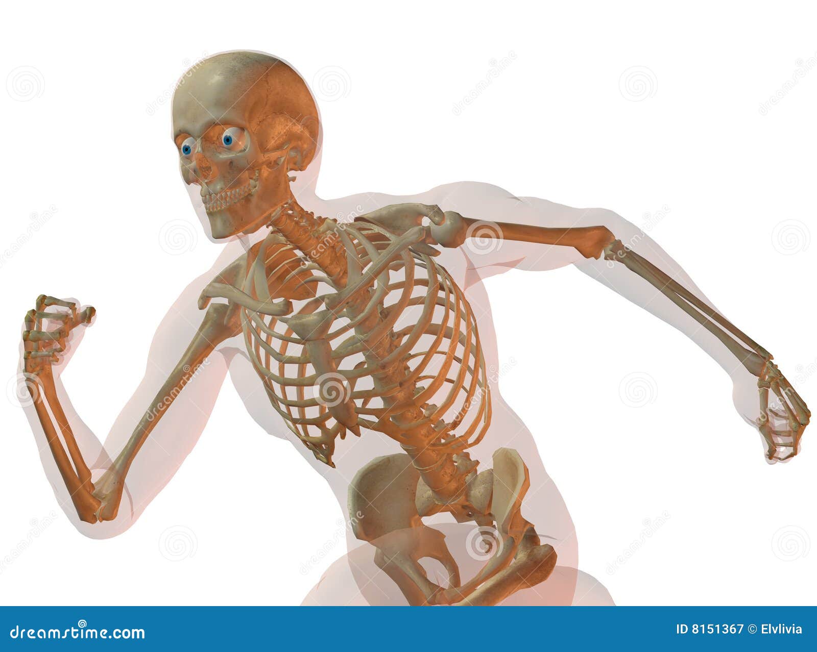 Transparent human male stock illustration. Illustration of anatomy ...
