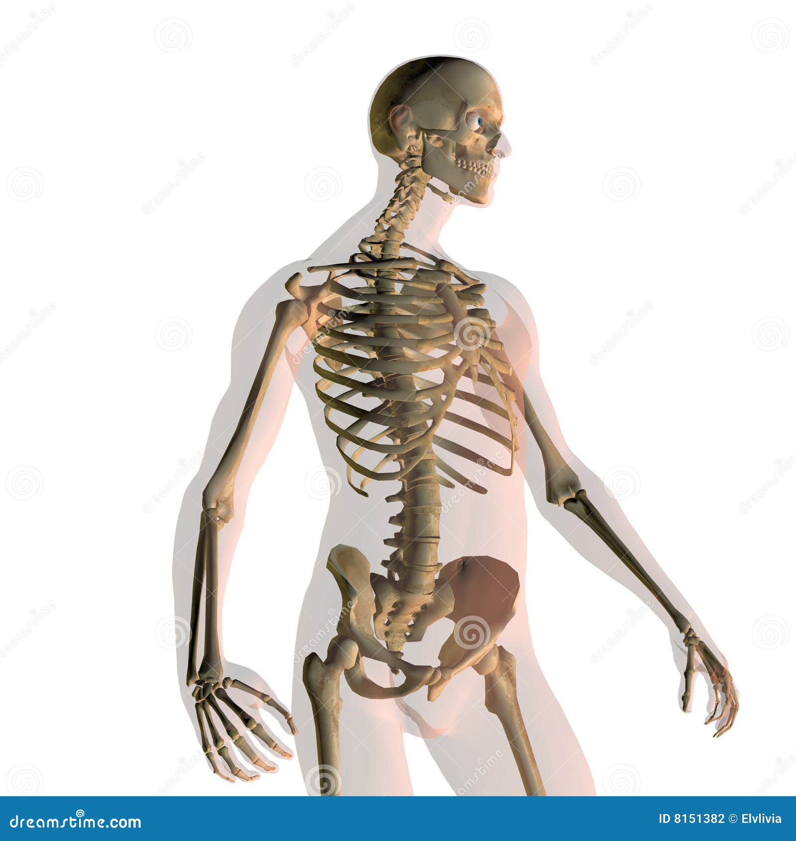 Transparent human male stock illustration. Illustration of skeletal ...
