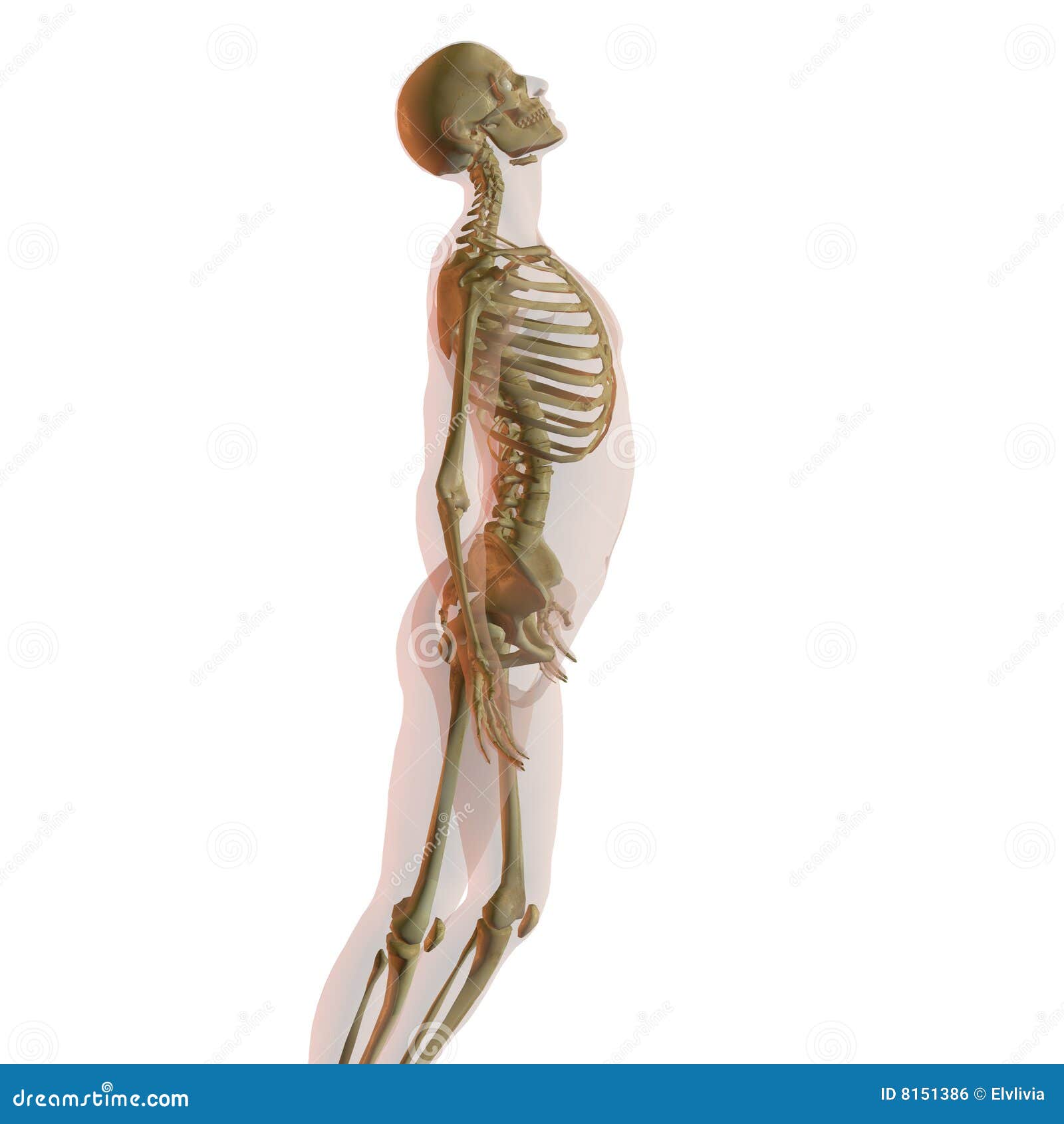 Transparent human male stock illustration. Illustration of pose - 8151386