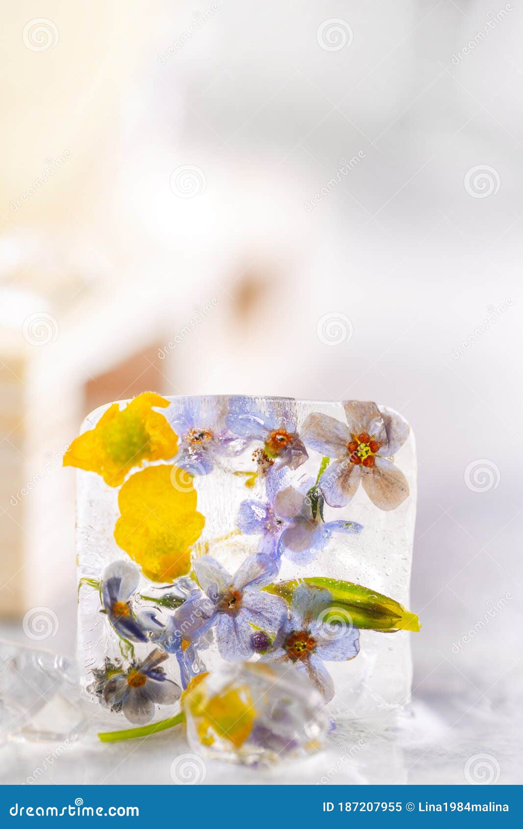 Transparent Ice Cubes with Frozen Flowers Inside Stock Image - Image of ...