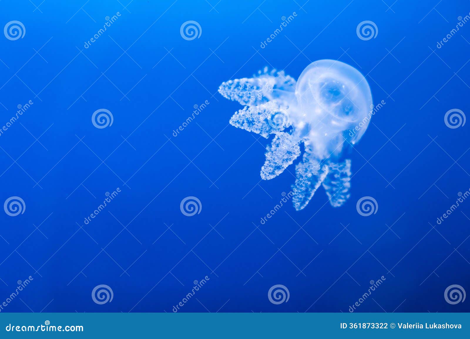 Transparent Jellyfish Floating in Deep Blue Water Stock Photo - Image ...