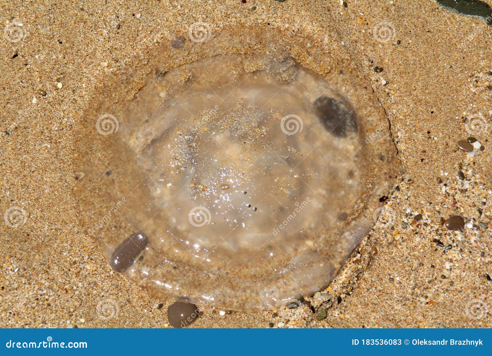 Transparent Jellyfish Lies on the Sand Stock Image - Image of jellies ...