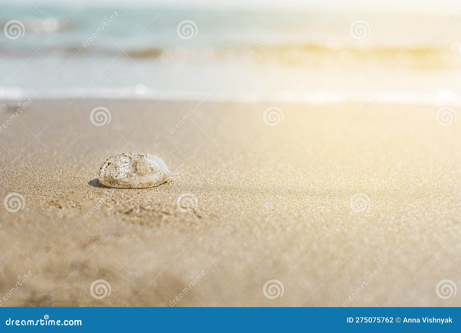 Transparent Jellyfish Lies on the Shore of a Beach Stock Photo - Image ...