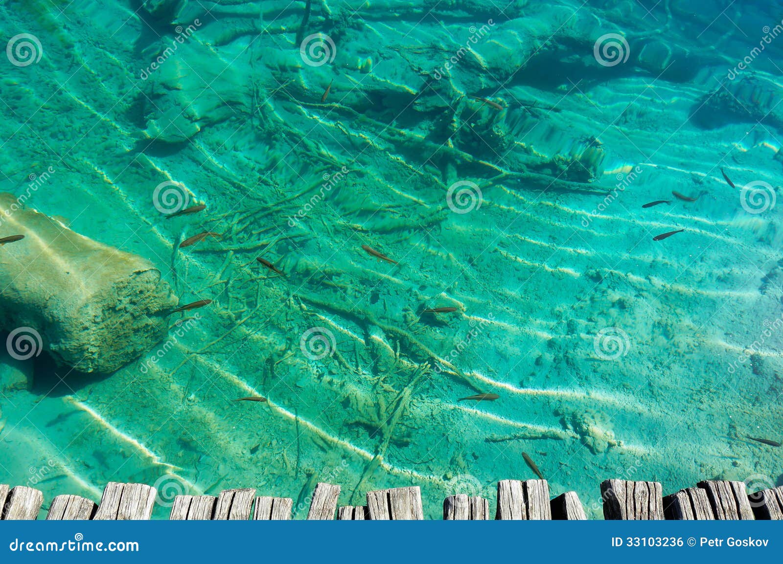 Fish In Lake Water