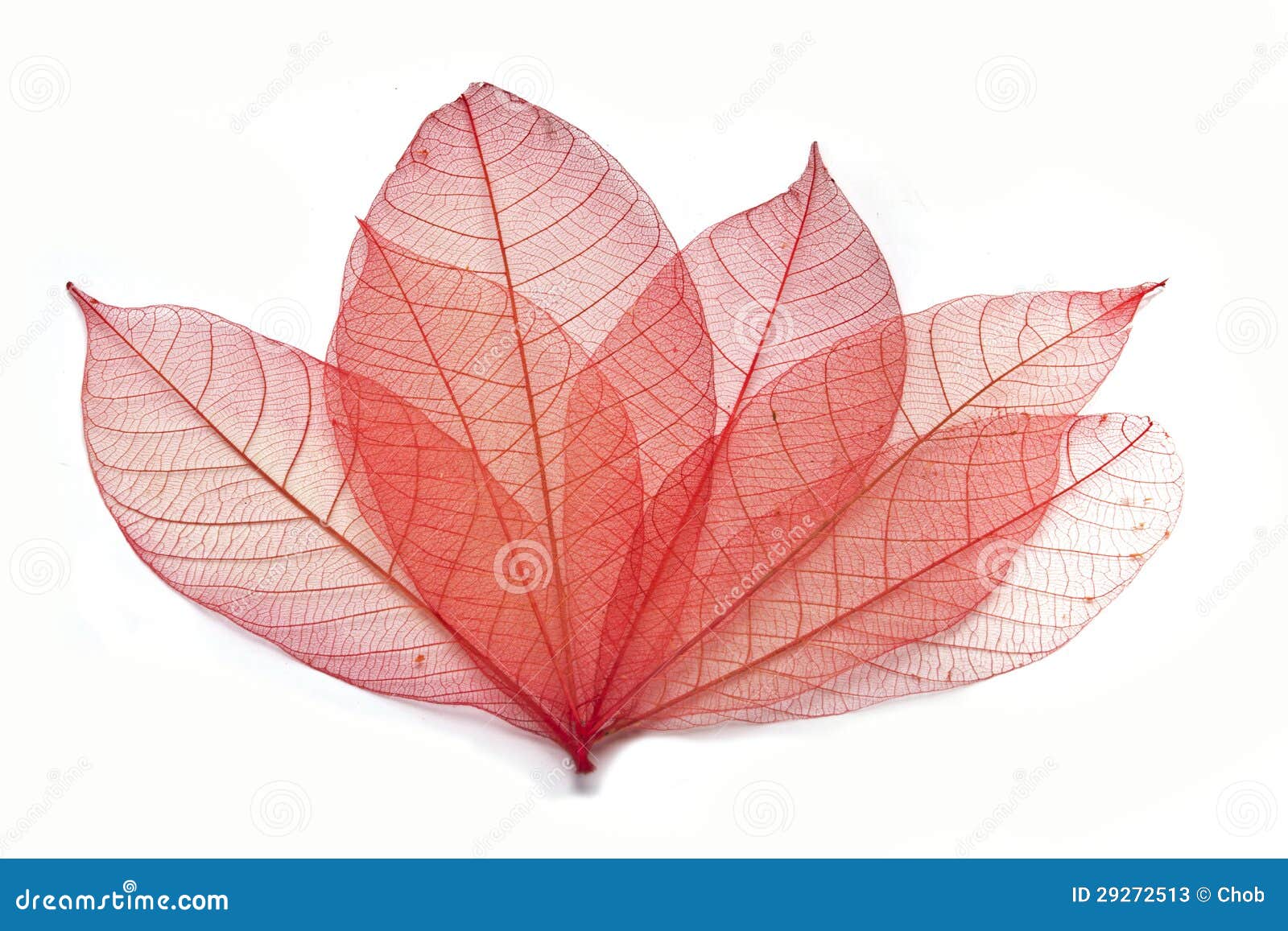 Transparent leaf stock image. Image of leafs, macro, leaf - 29272513