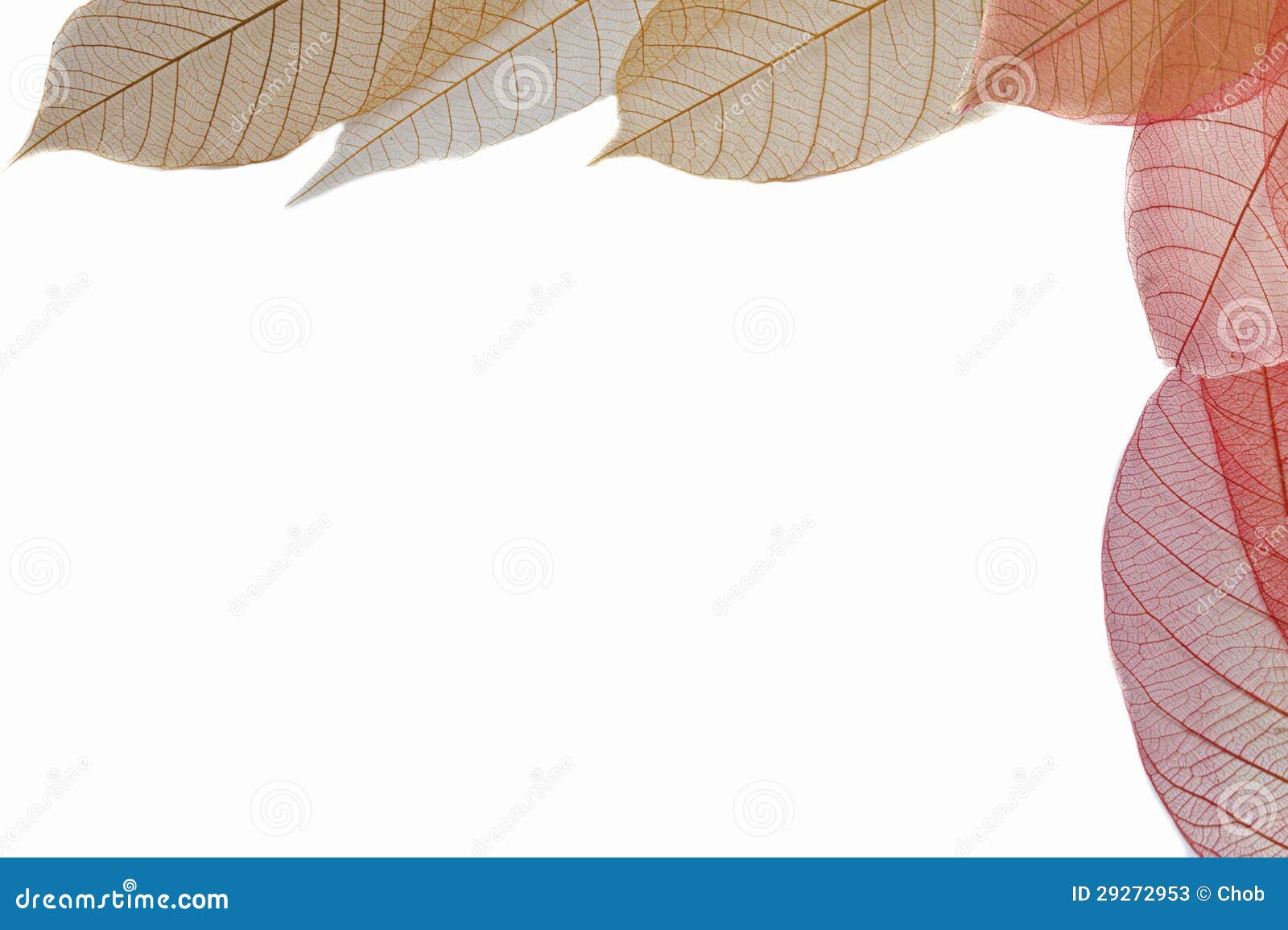 Transparent leaf stock image. Image of foliage, frames - 29272953