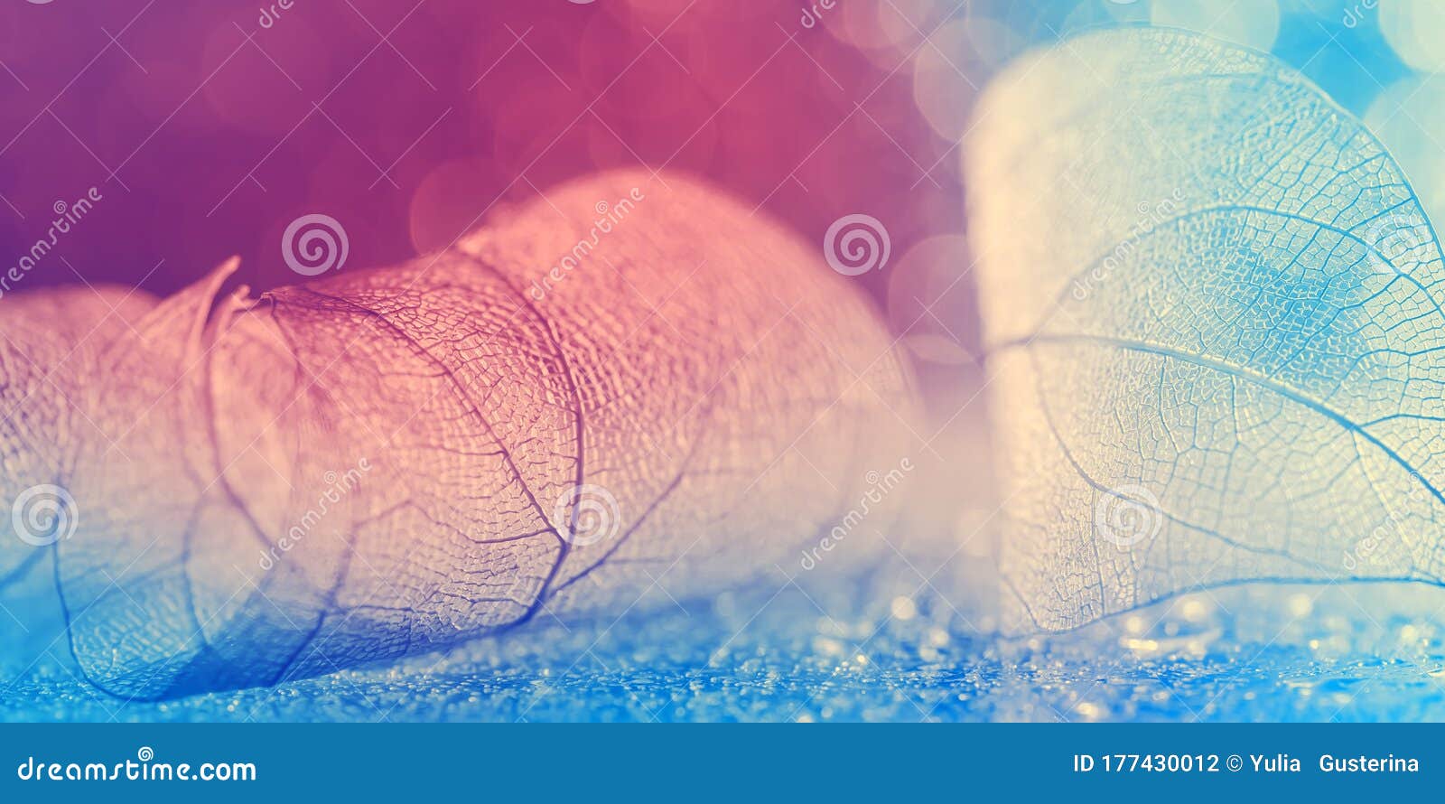 Transparent Leaf on a Colored Pink-blue Bokeh Background, Abstract ...