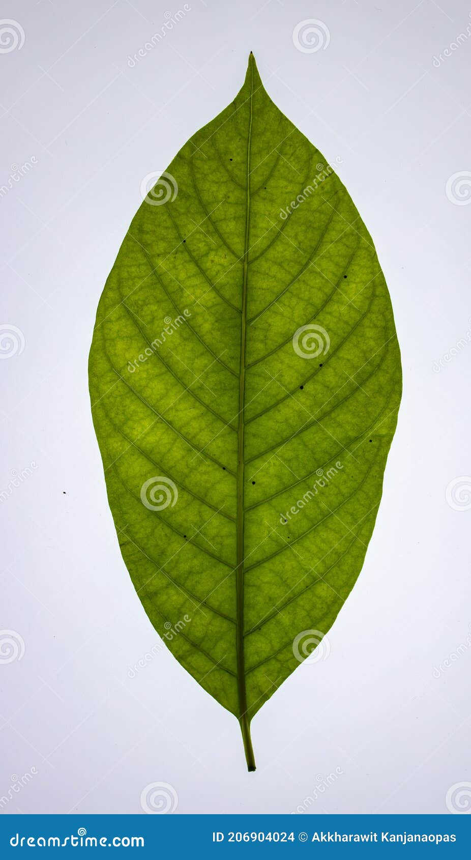 Transparent Leaf on White Background Stock Photo - Image of pattern ...