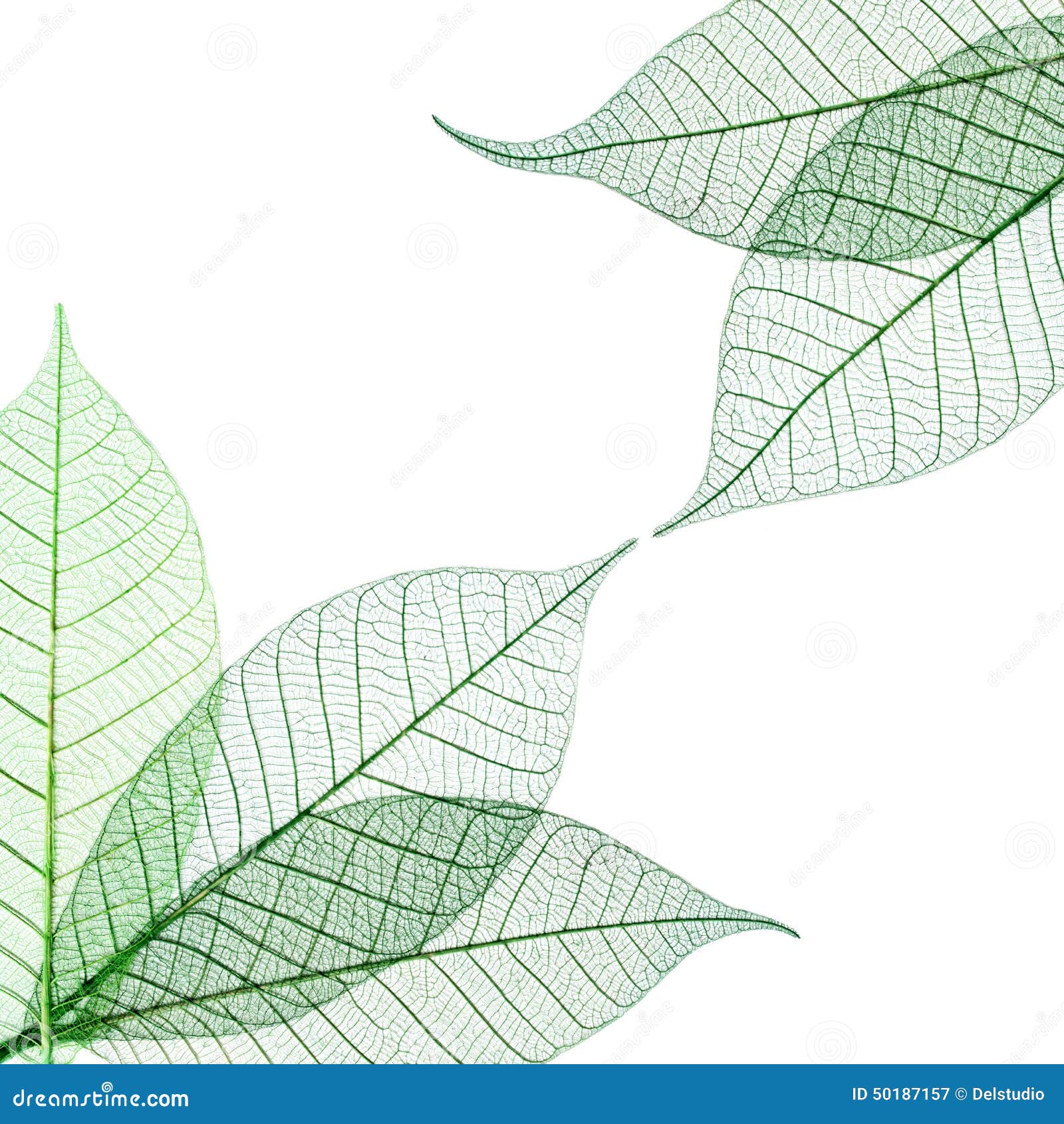Transparent Leaves Composition Stock Image - Image of copy, delicate ...