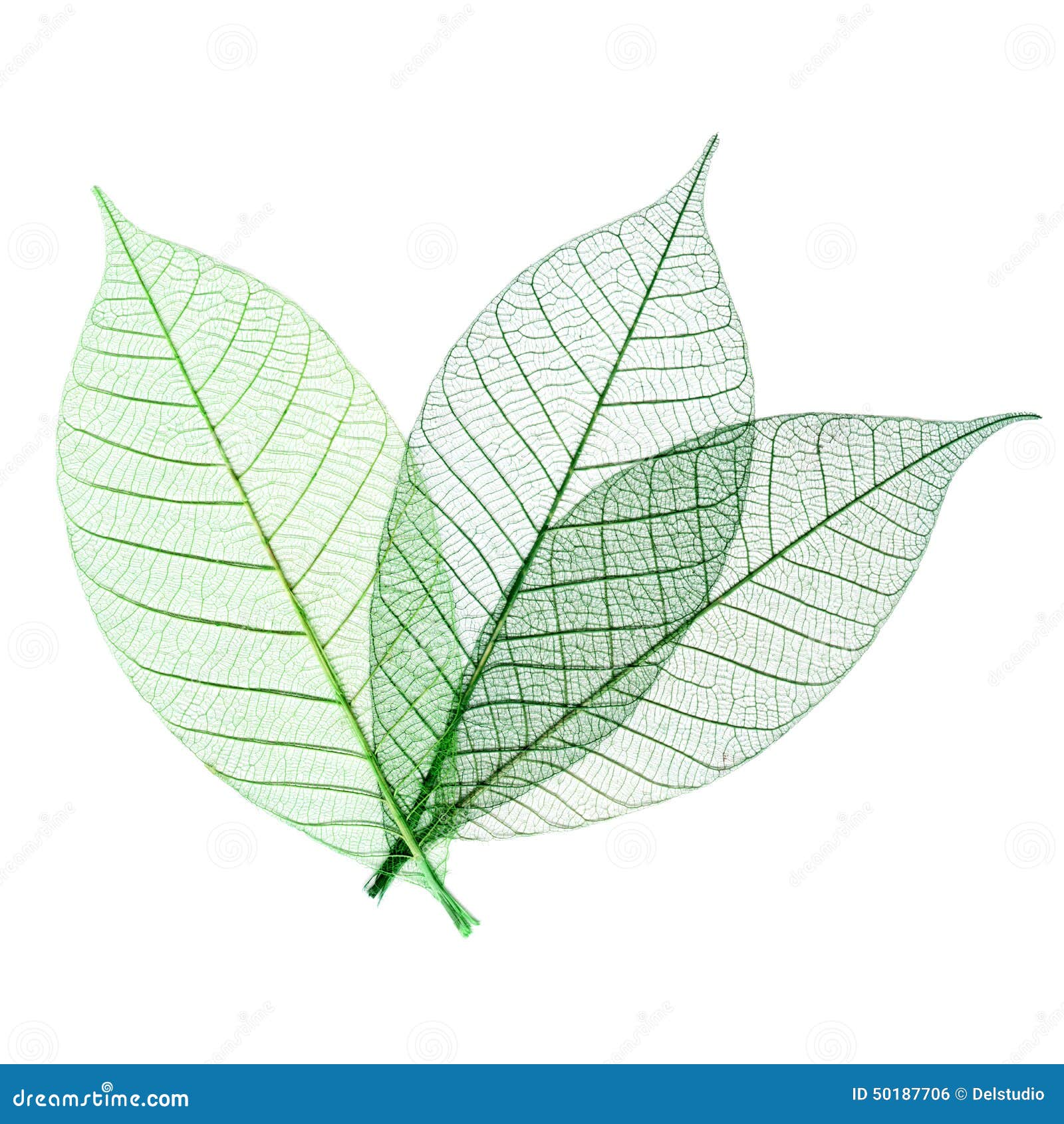 Transparent Leaves Isolated on White Stock Photo - Image of foliage ...